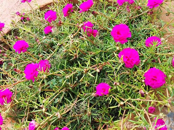 Tatuajes de nombres noemi