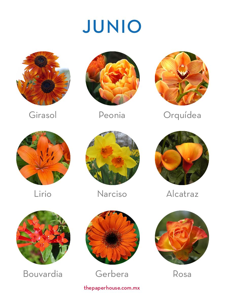 Tatuajes de nombres noemi